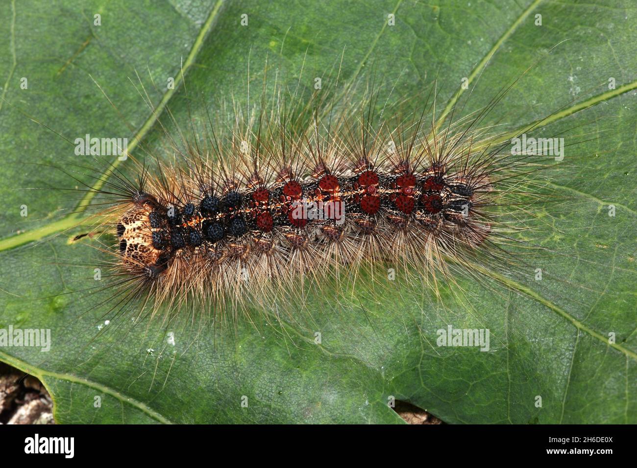 Grune Raupe Mit Haaren