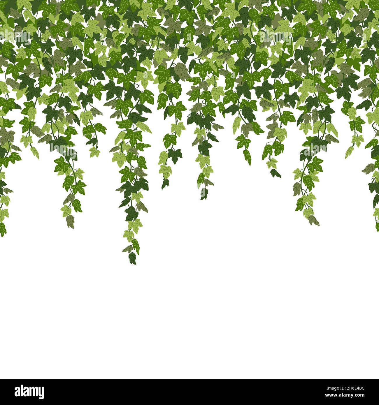 Hedera helix botanische illustration Stock-Vektorgrafiken kaufen - Alamy