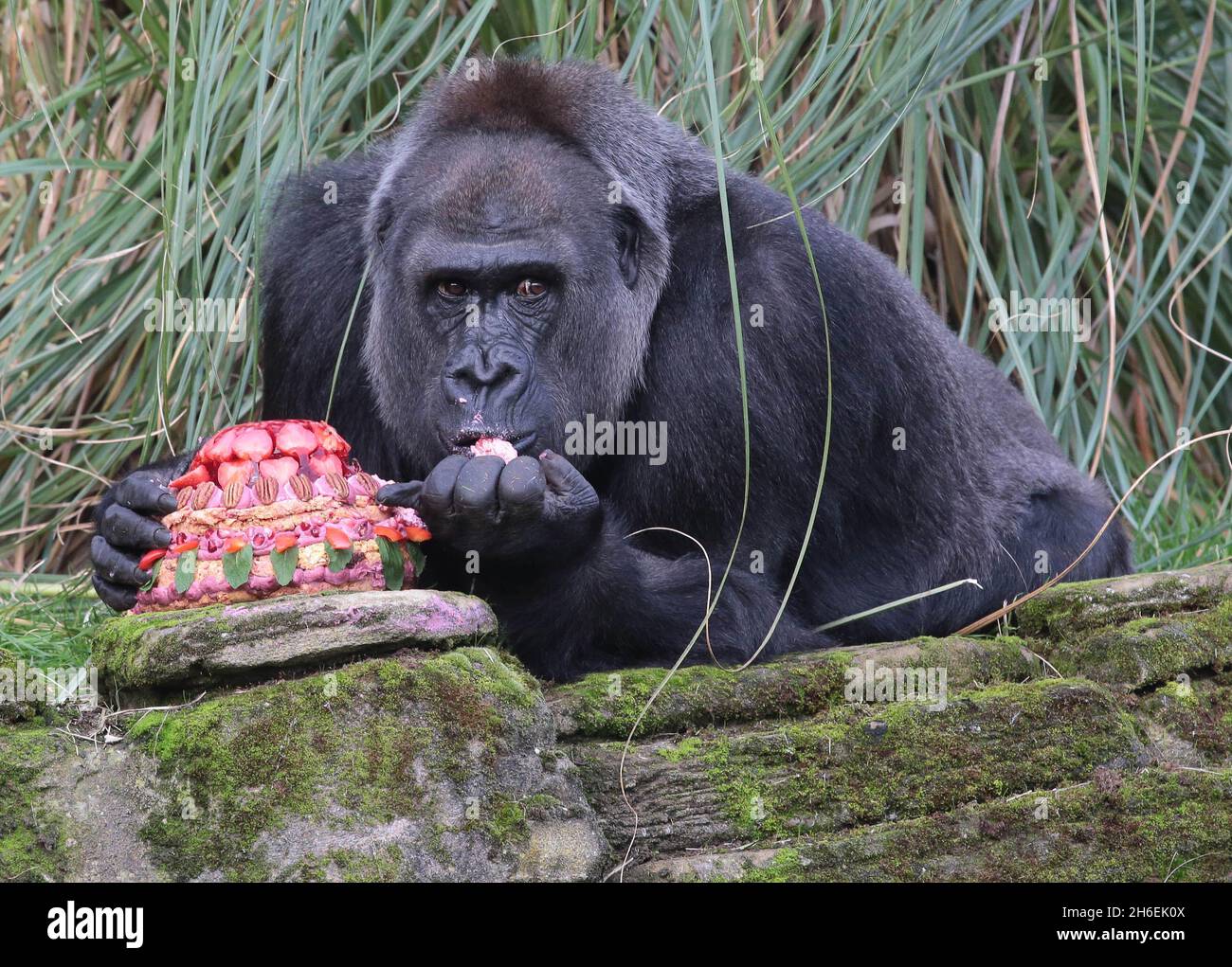 Der Londoner Zoo Zaire, ein 16.5-Stein-Gorilla aus der westlichen ...