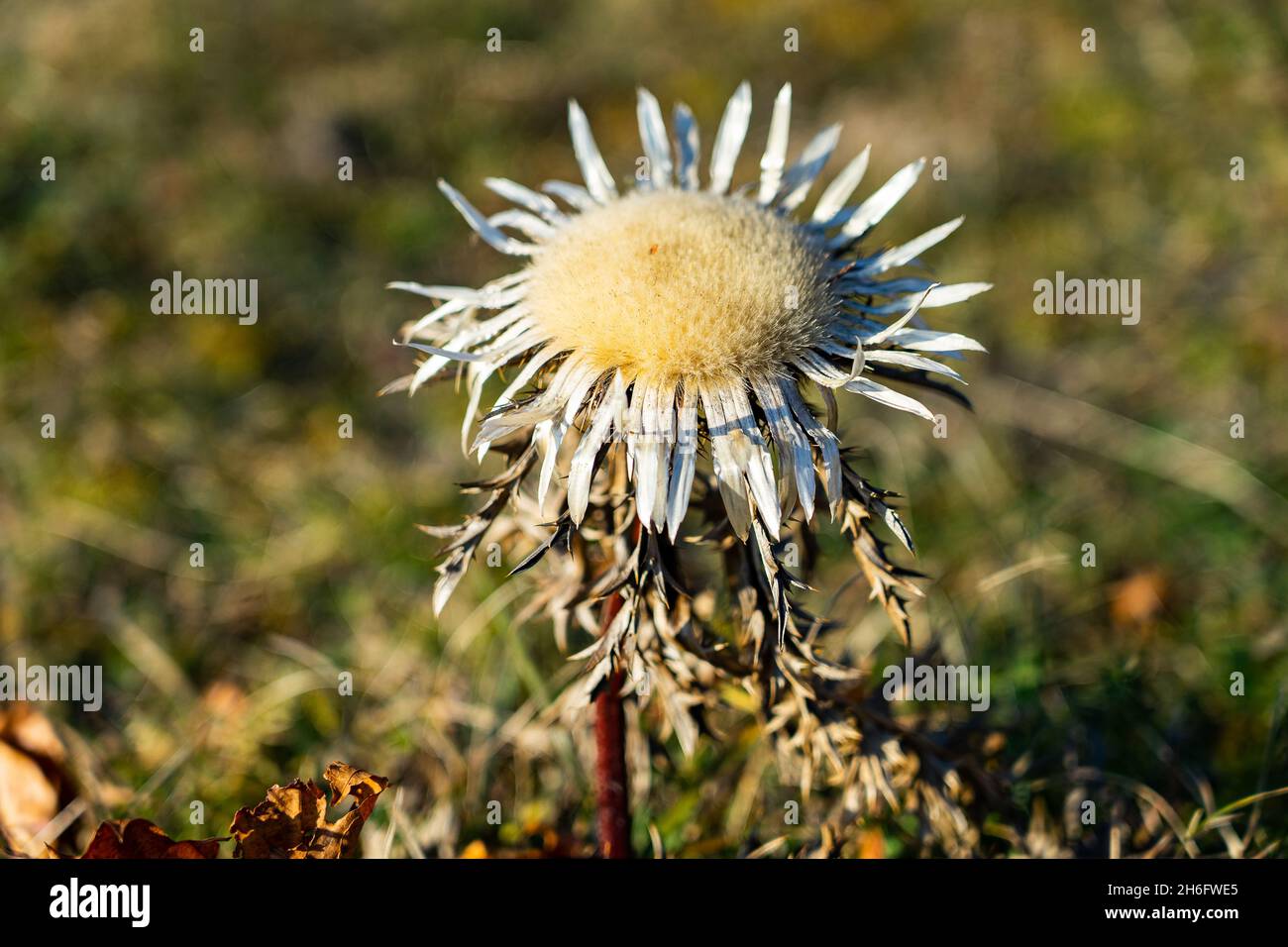 Weiße distel -Fotos und -Bildmaterial in hoher Auflösung – Alamy