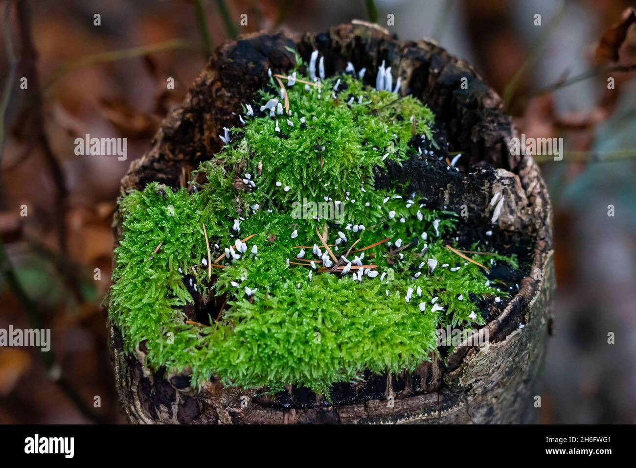 Auf moos gehen Stockfotos und -bilder Kaufen - Alamy