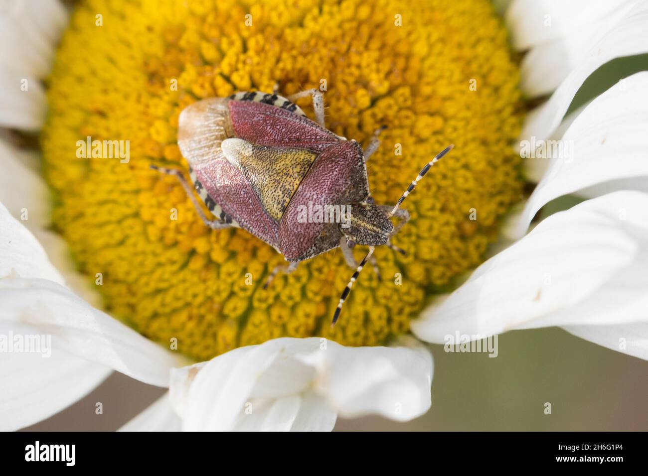 La punaise des baies -Fotos und -Bildmaterial in hoher Auflösung – Alamy