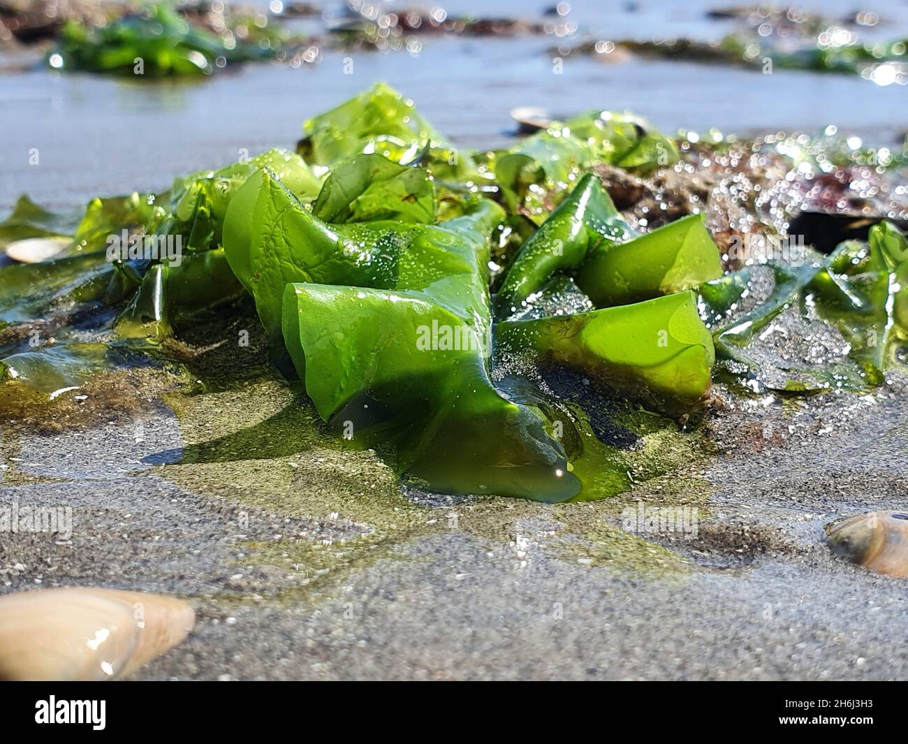 Seaweed leaves -Fotos und -Bildmaterial in hoher Auflösung – Alamy