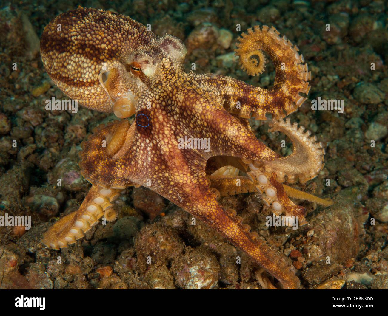 Mototi oktopus -Fotos und -Bildmaterial in hoher Auflösung – Alamy