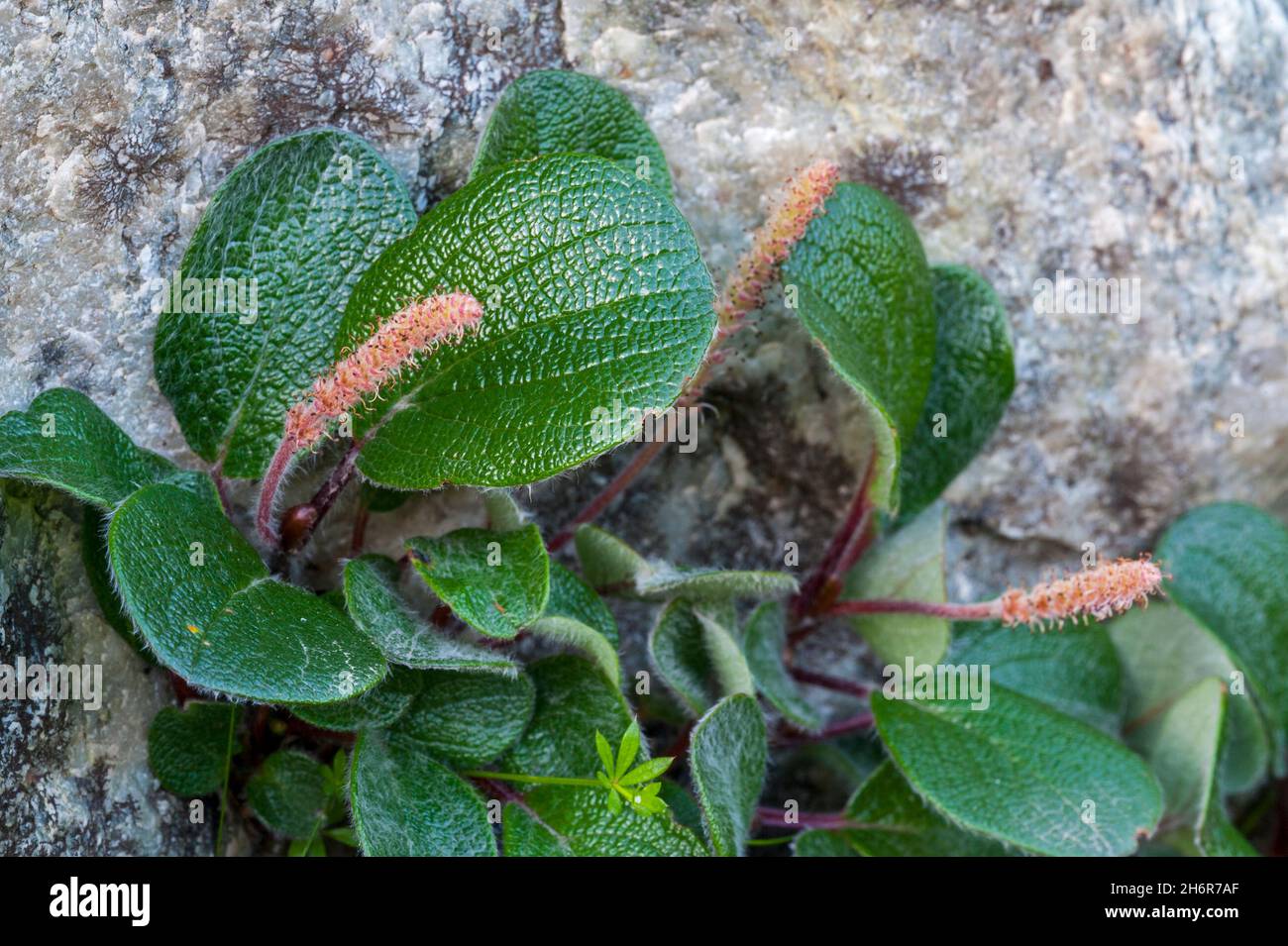 Salix nivalis -Fotos und -Bildmaterial in hoher Auflösung – Alamy