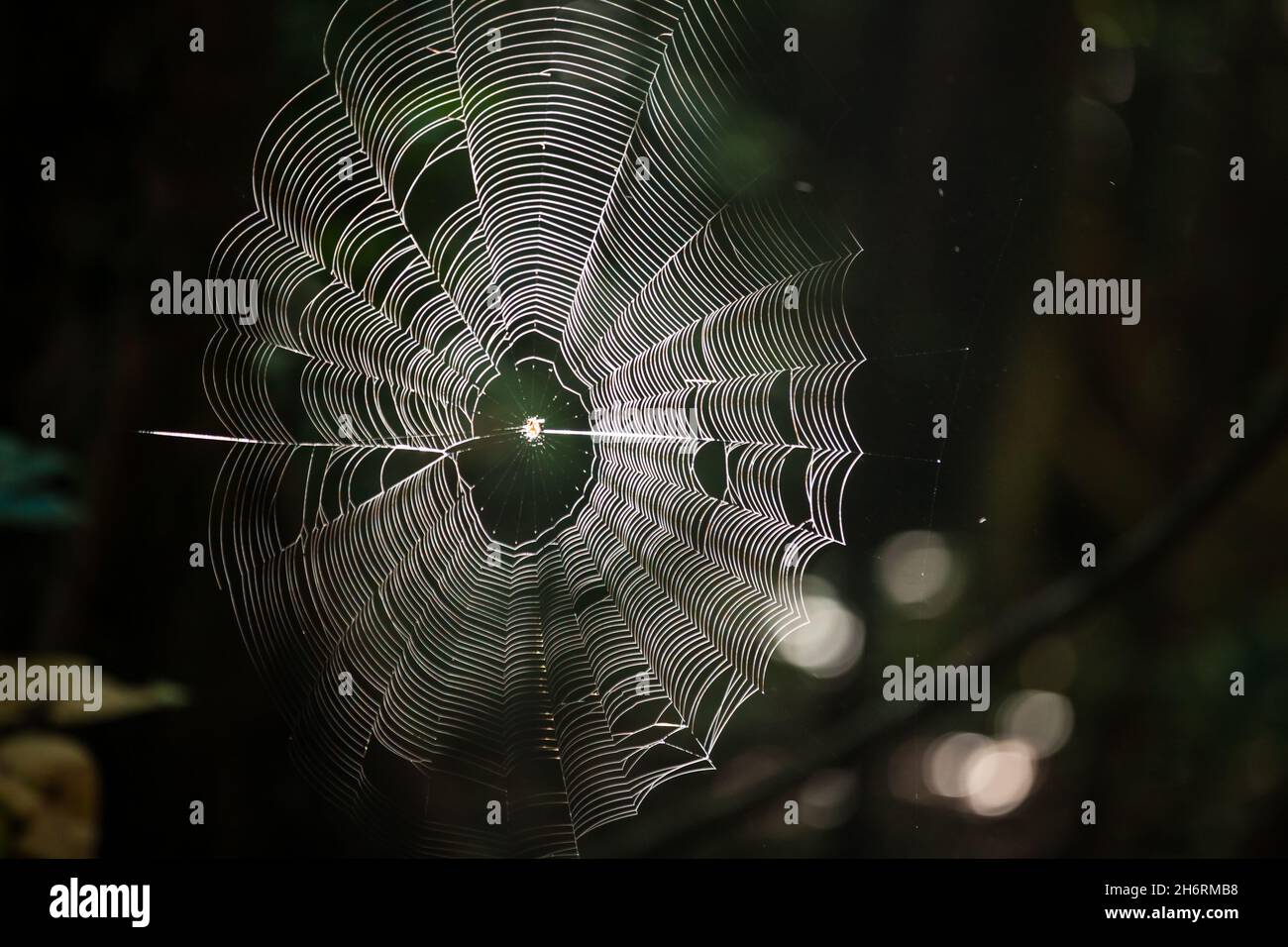 Perfektes spinnennetz -Fotos und -Bildmaterial in hoher Auflösung – Alamy