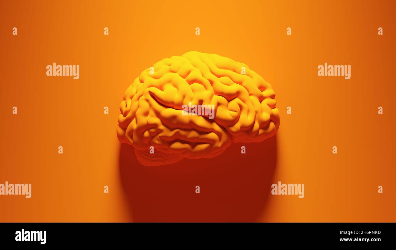 Functions of the brain -Fotos und -Bildmaterial in hoher Auflösung – Alamy