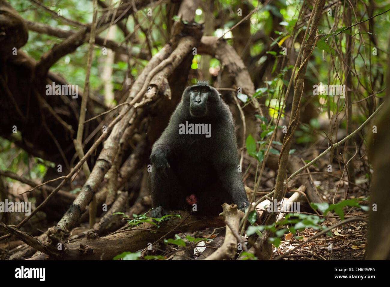 Schwarzer makaken -Fotos und -Bildmaterial in hoher Auflösung – Alamy