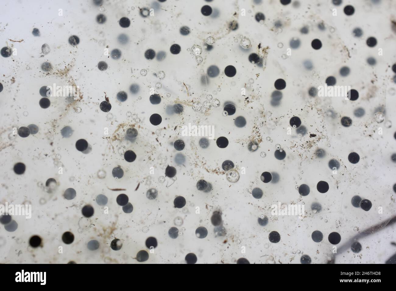 Frosch und eier -Fotos und -Bildmaterial in hoher Auflösung – Alamy