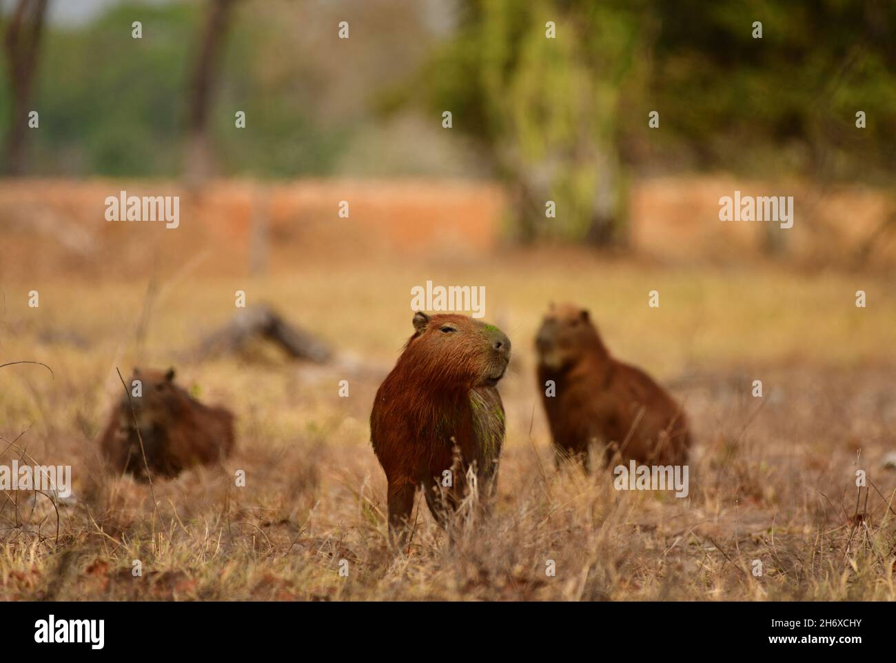 Größeres capybara -Fotos und -Bildmaterial in hoher Auflösung – Alamy
