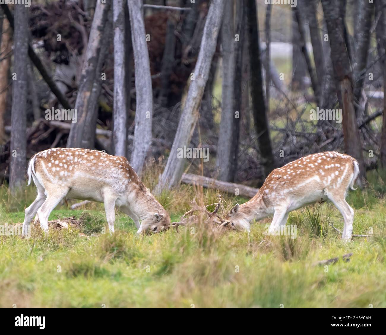 Damhirsch stockbild und foto -Fotos und -Bildmaterial in hoher ...
