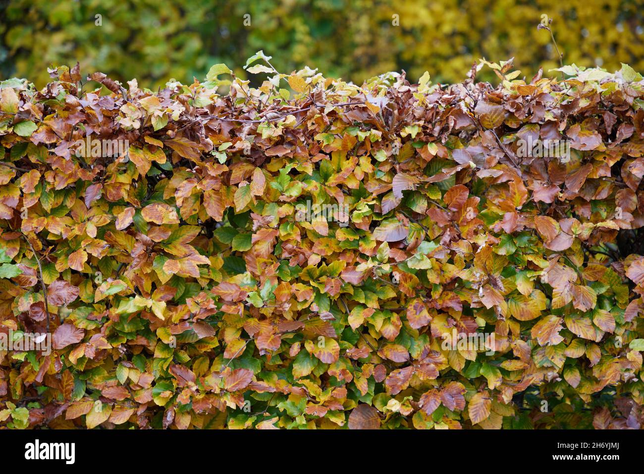 Buchehecke im herbst -Fotos und -Bildmaterial in hoher Auflösung – Alamy