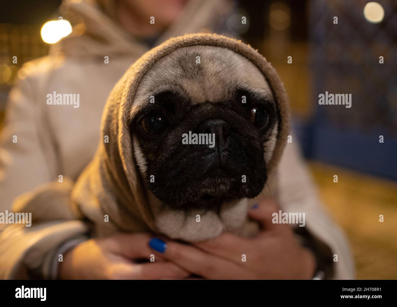 Frau mit mops -Fotos und -Bildmaterial in hoher Auflösung – Alamy