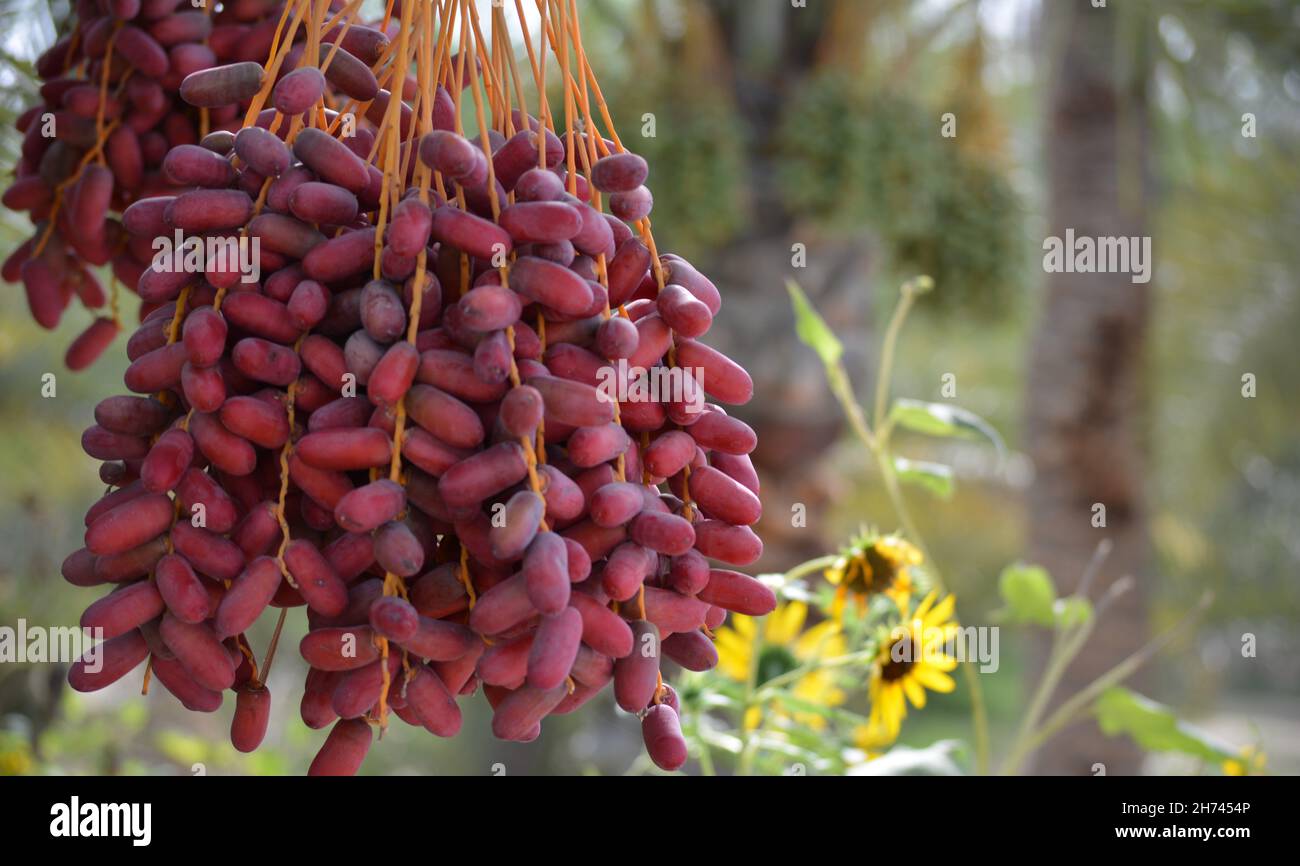 Palme mit daten -Fotos und -Bildmaterial in hoher Auflösung – Alamy