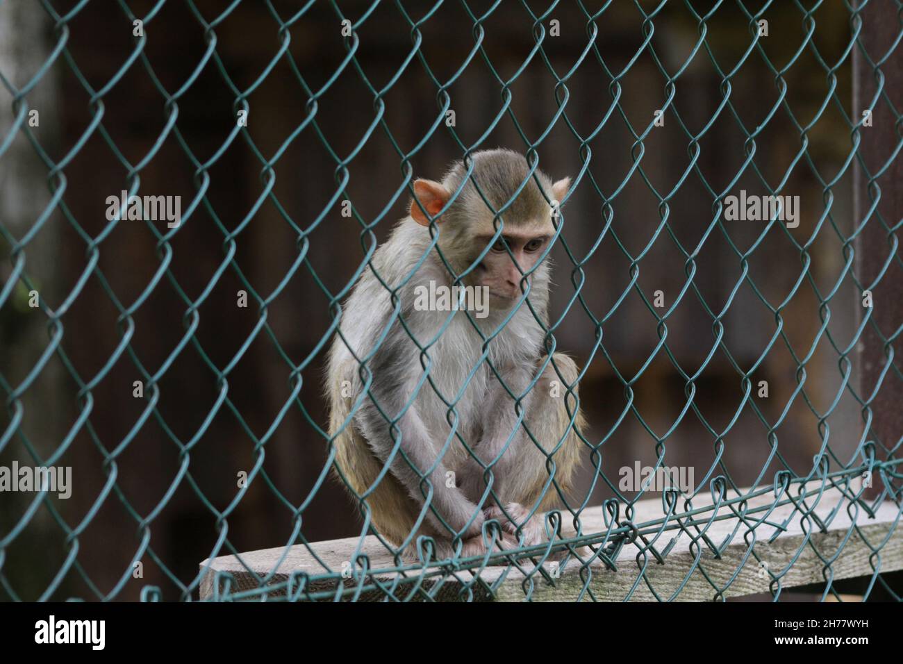 Trauriger affe -Fotos und -Bildmaterial in hoher Auflösung – Alamy