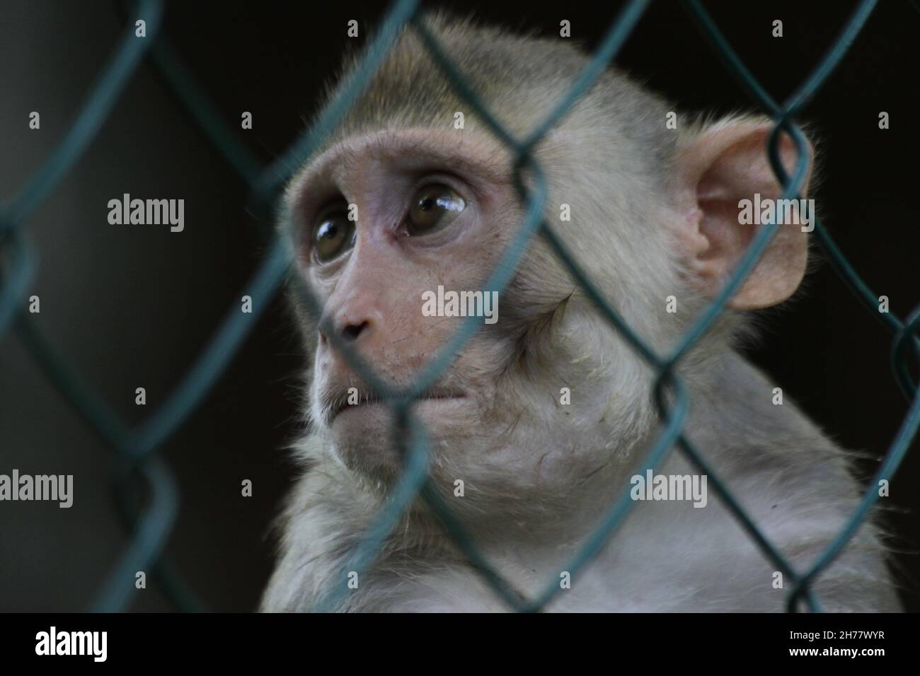 Trauriger affe -Fotos und -Bildmaterial in hoher Auflösung – Alamy