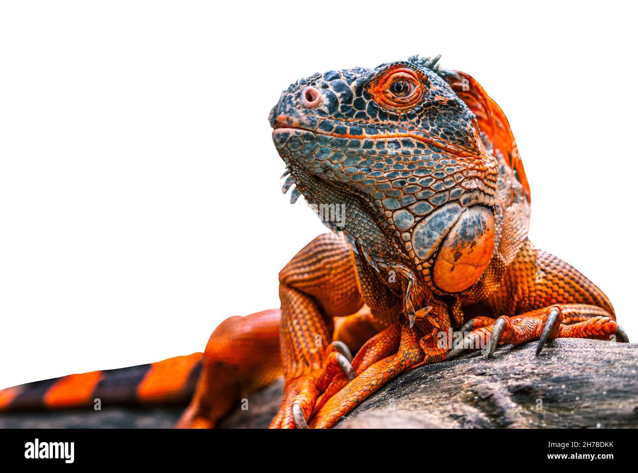 Spike details -Fotos und -Bildmaterial in hoher Auflösung – Alamy
