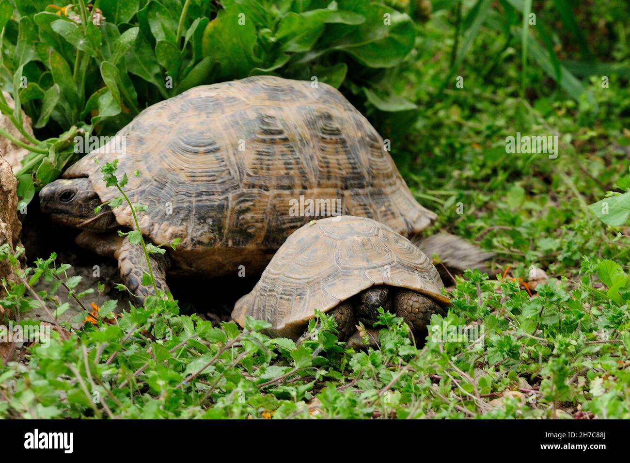 Griechische reptilien -Fotos und -Bildmaterial in hoher Auflösung – Alamy