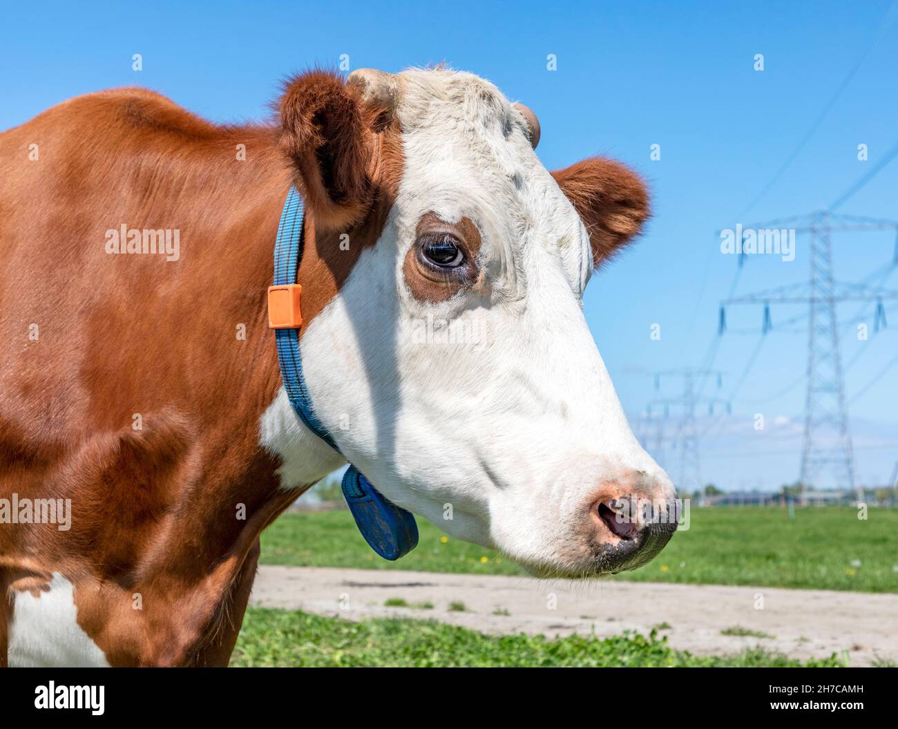 Schönes foto einer kuh -Fotos und -Bildmaterial in hoher Auflösung – Alamy