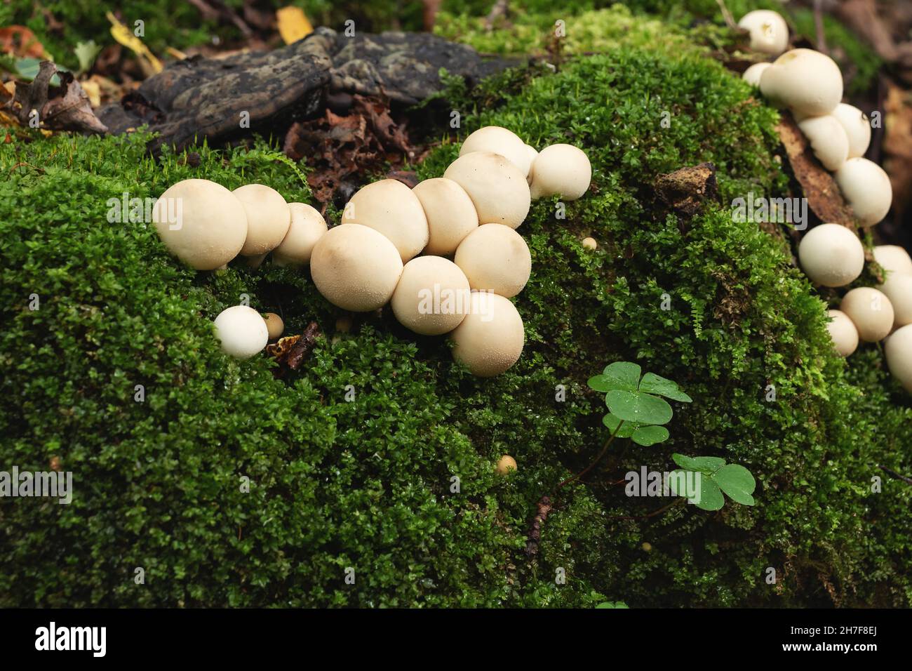 Weißer pilz wächst auf baumstamm -Fotos und -Bildmaterial in hoher ...