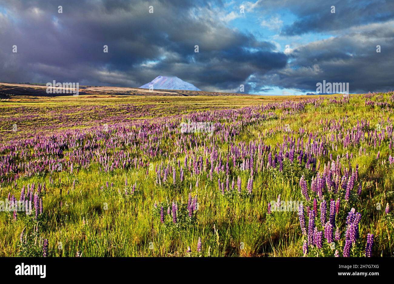 Bunte lupinenfelder -Fotos und -Bildmaterial in hoher Auflösung – Alamy