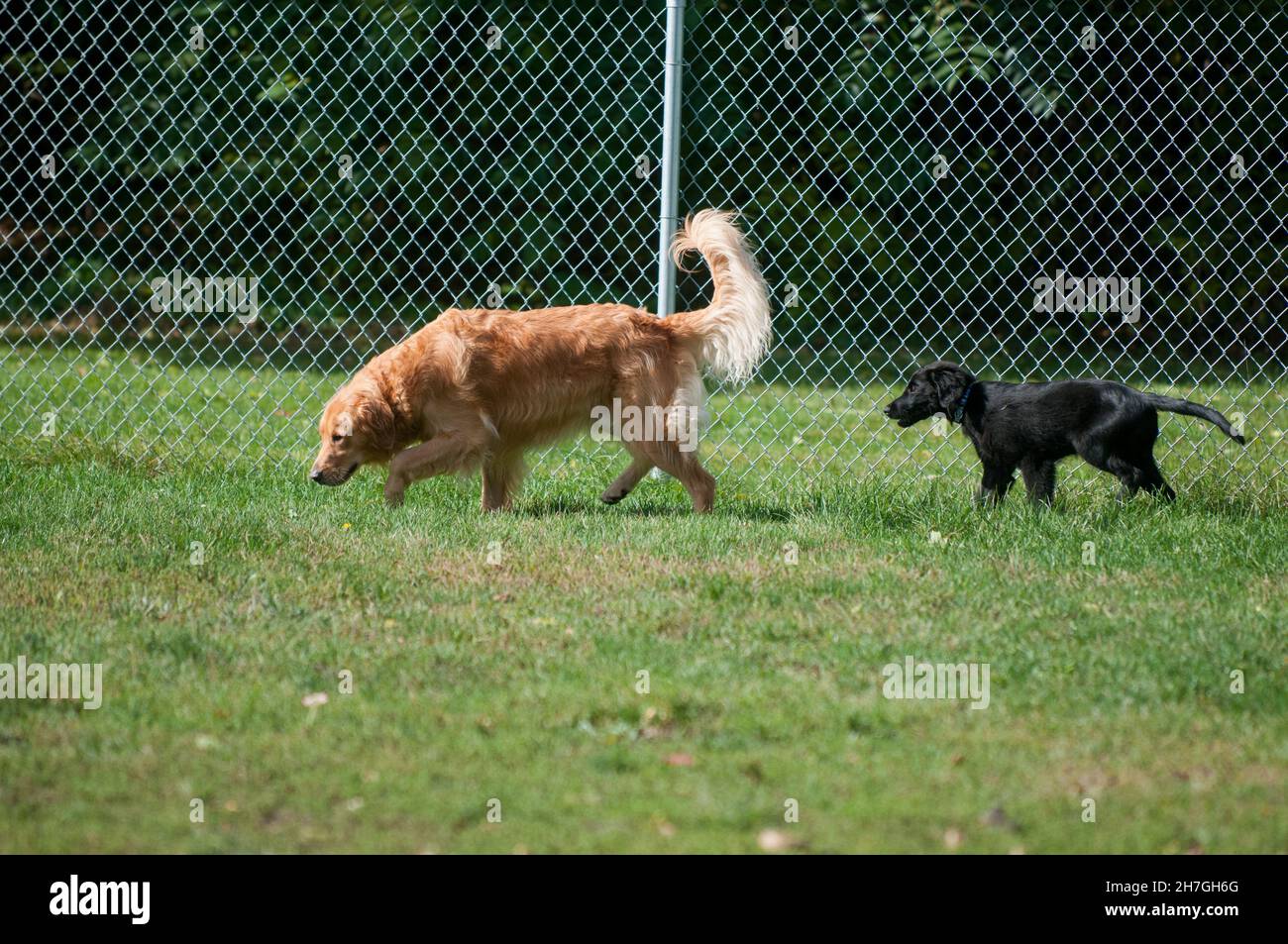 Grüner park mit hund -Fotos und -Bildmaterial in hoher Auflösung – Alamy
