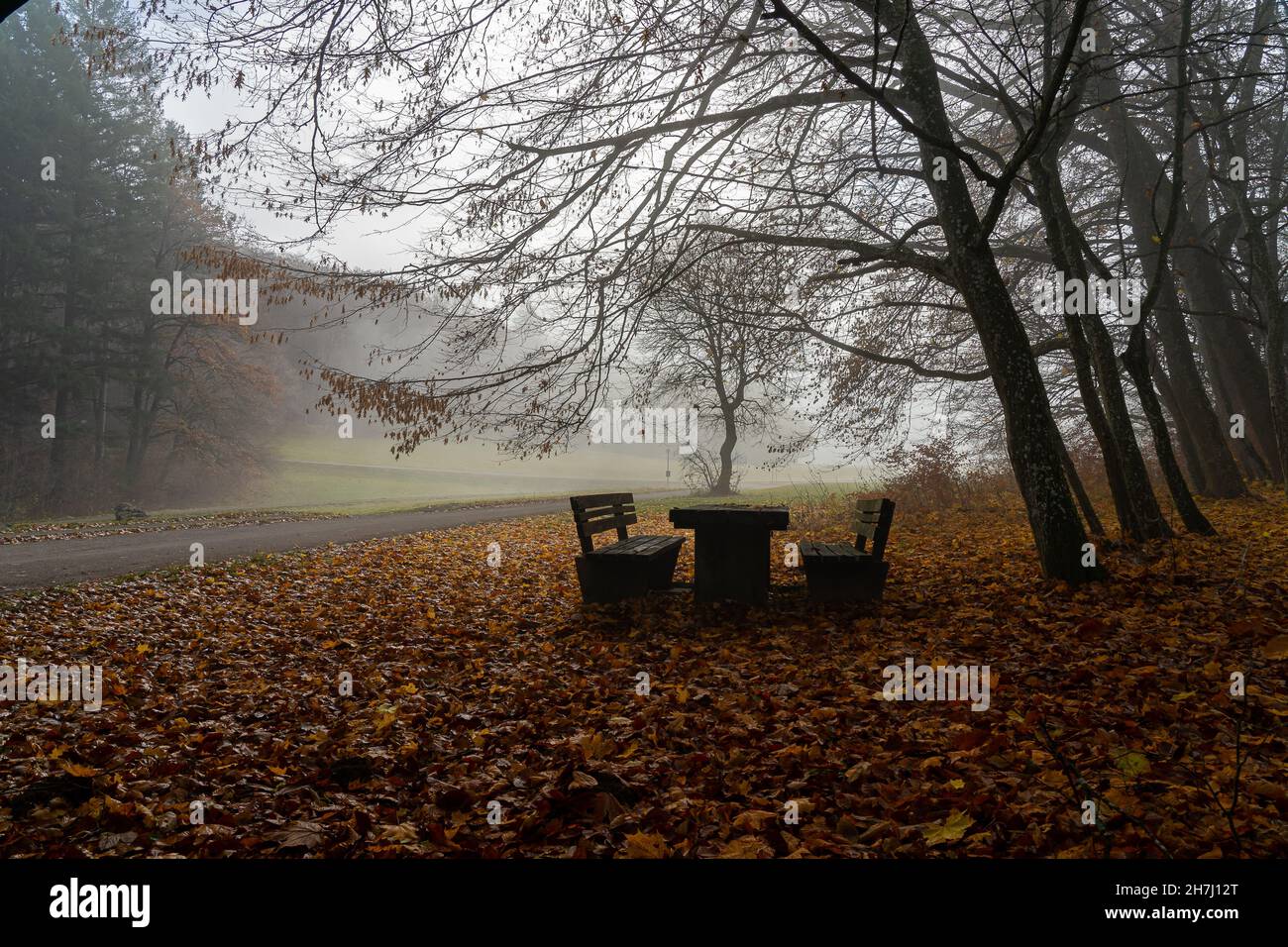 Gelbe bank im wald -Fotos und -Bildmaterial in hoher Auflösung – Alamy