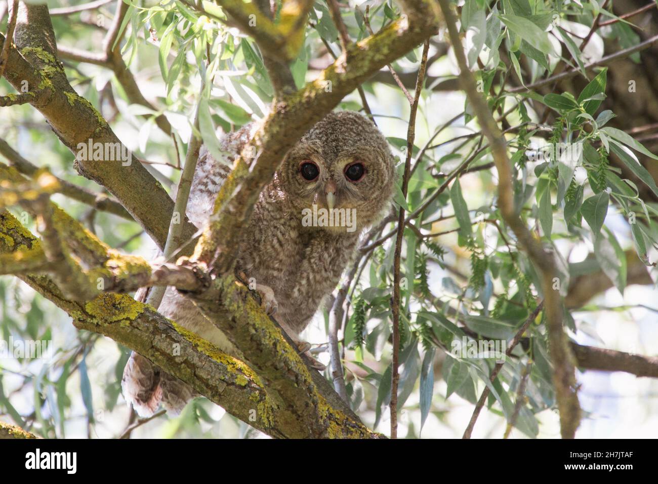 Nasse eule -Fotos und -Bildmaterial in hoher Auflösung – Alamy