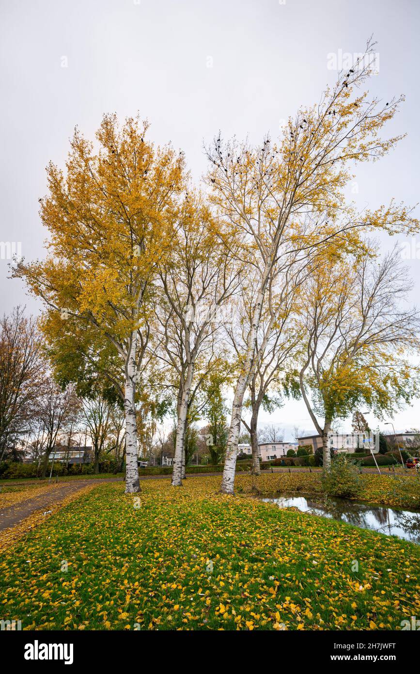 Stamm einer pappel -Fotos und -Bildmaterial in hoher Auflösung – Alamy