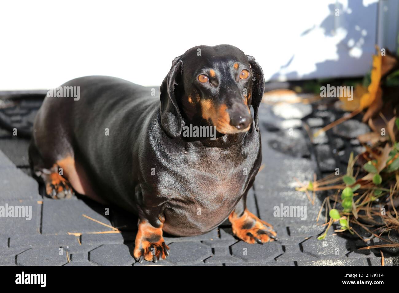 Fettleibiger hund -Fotos und -Bildmaterial in hoher Auflösung – Alamy