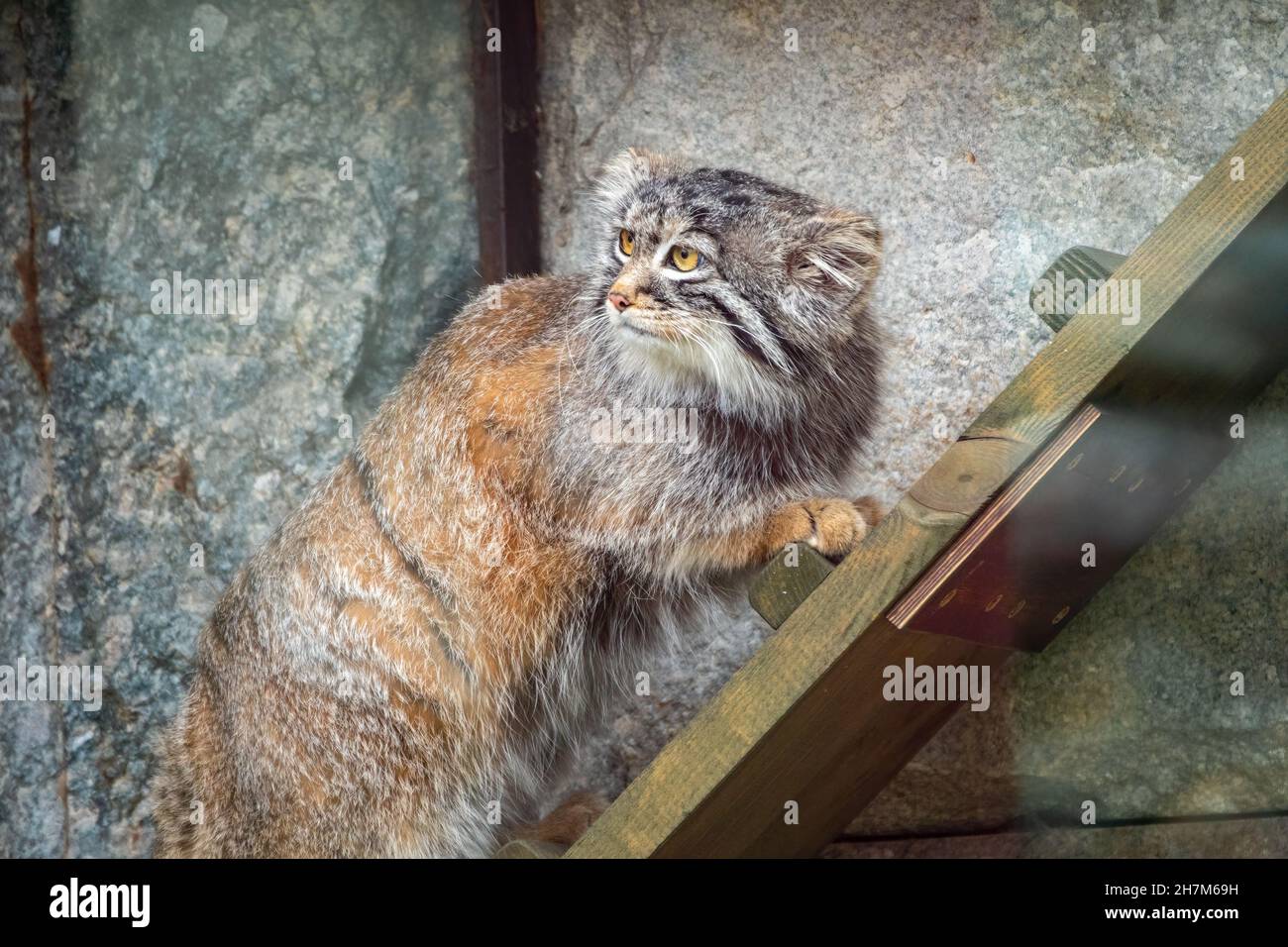 Asiatische steppen wildkatze -Fotos und -Bildmaterial in hoher ...