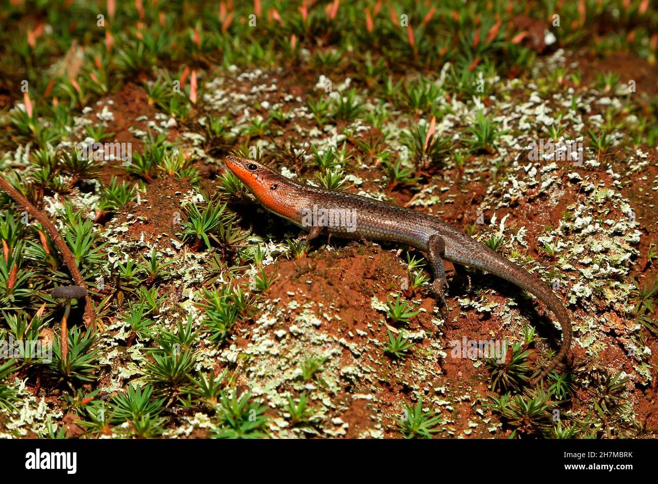Carlia rubrigularis -Fotos und -Bildmaterial in hoher Auflösung – Alamy