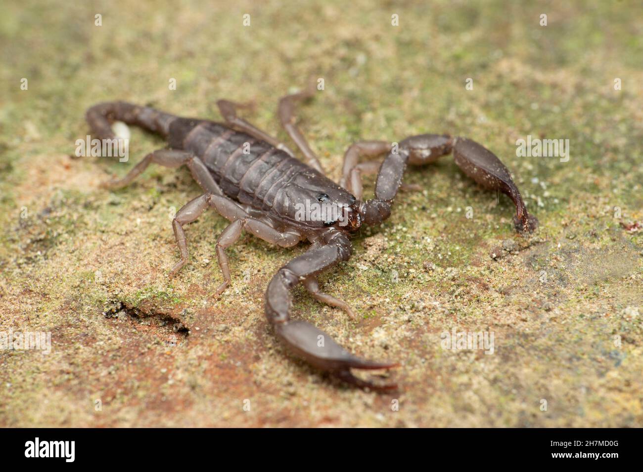Paragaleodes heliophilus -Fotos und -Bildmaterial in hoher Auflösung ...