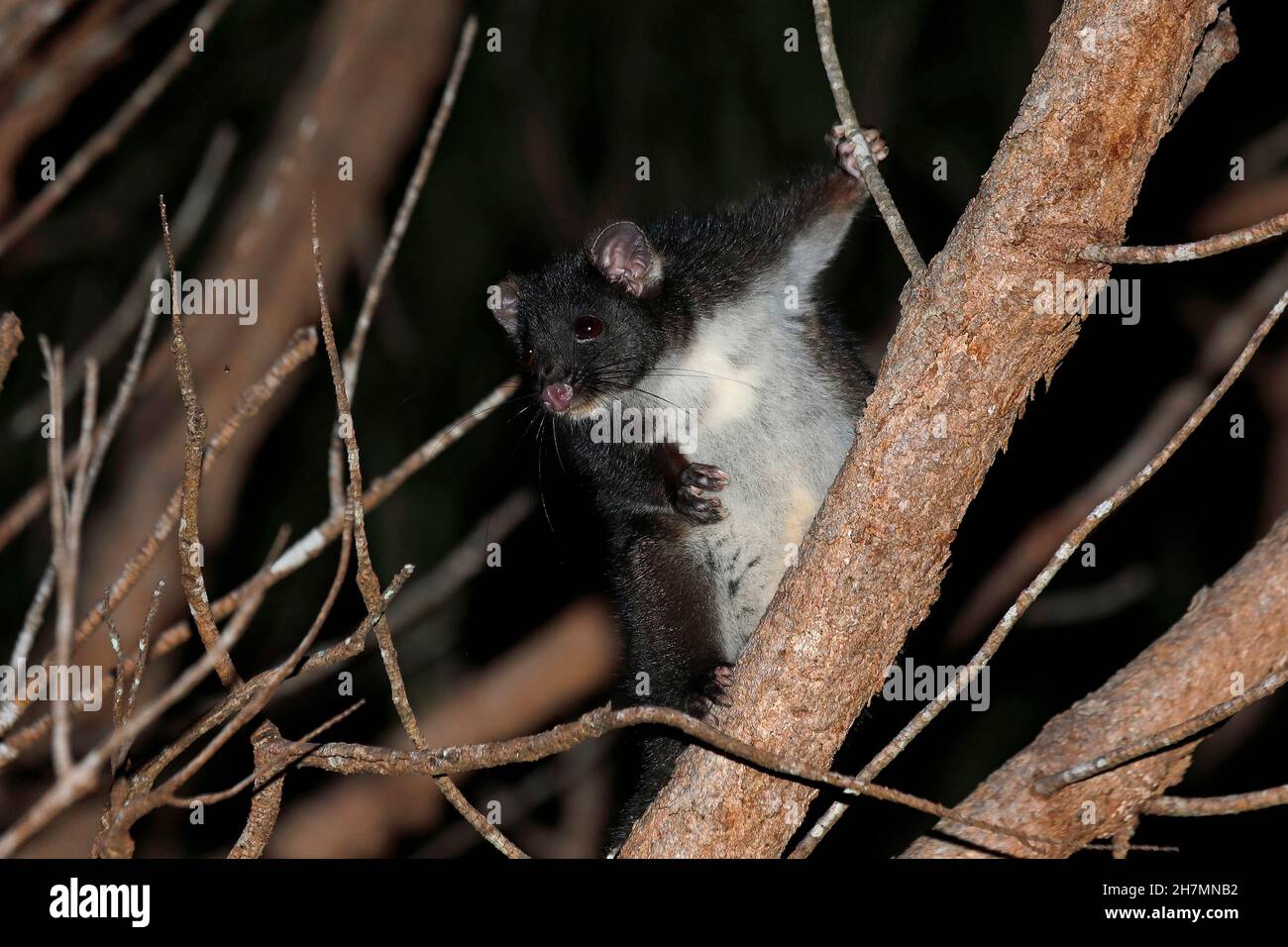 Pseudocheirus peregrinus occidentalis -Fotos und -Bildmaterial in hoher ...