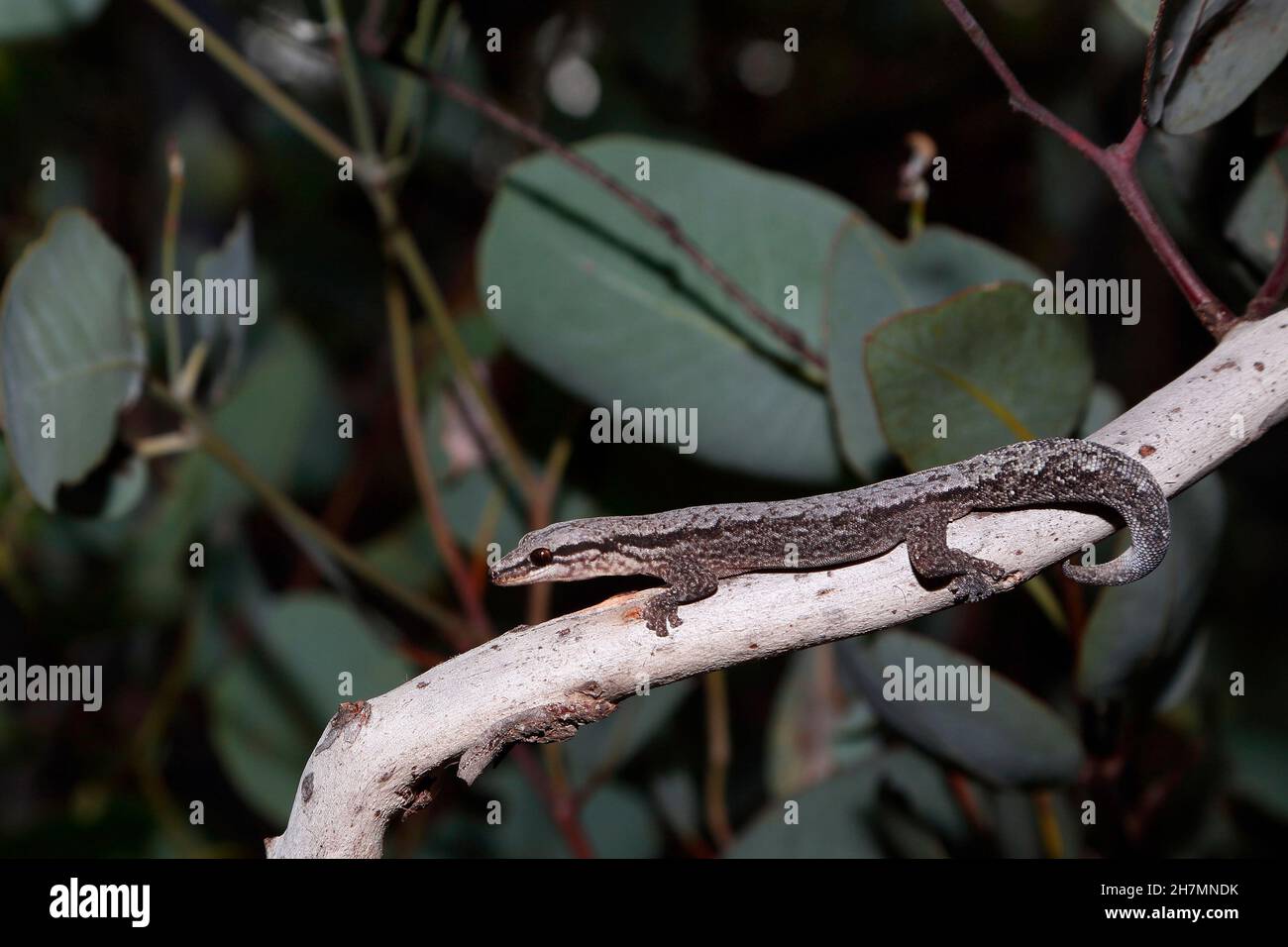 Wandoo wald -Fotos und -Bildmaterial in hoher Auflösung – Alamy