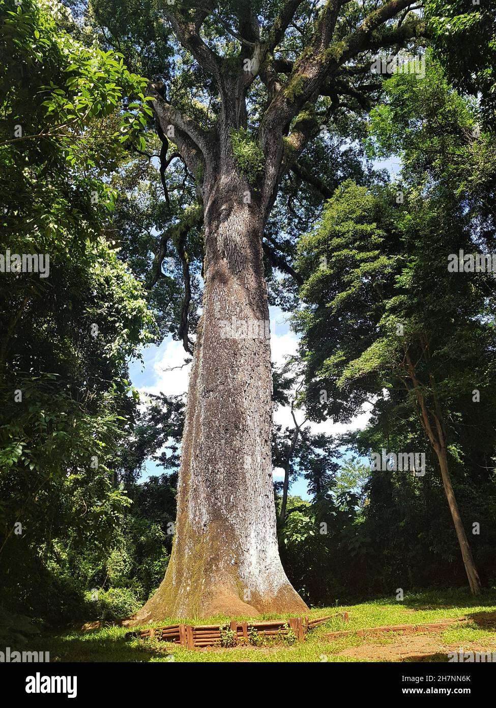 Jequitiba rosa -Fotos und -Bildmaterial in hoher Auflösung – Alamy