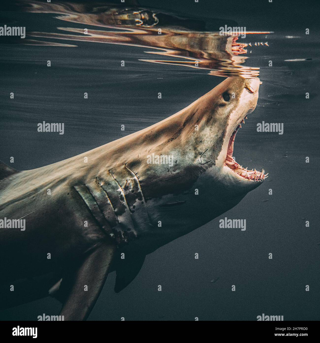 Der weisse hai 2 -Fotos und -Bildmaterial in hoher Auflösung – Alamy