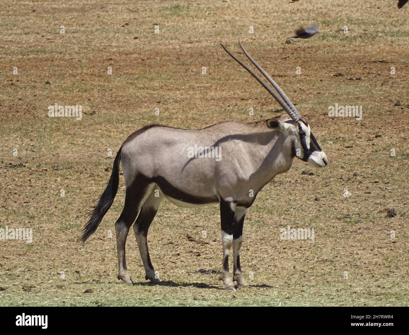 Oryx im Krüger National Park in Südafrika Stockfotografie - Alamy