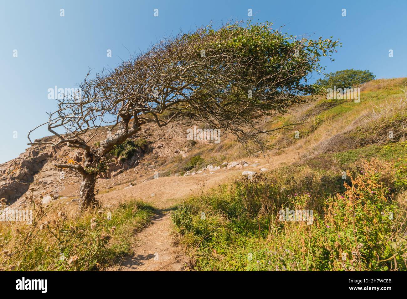 Baum in Bornholm. Der Baum wird vom Wind geblasen. Der Baum wächst ...