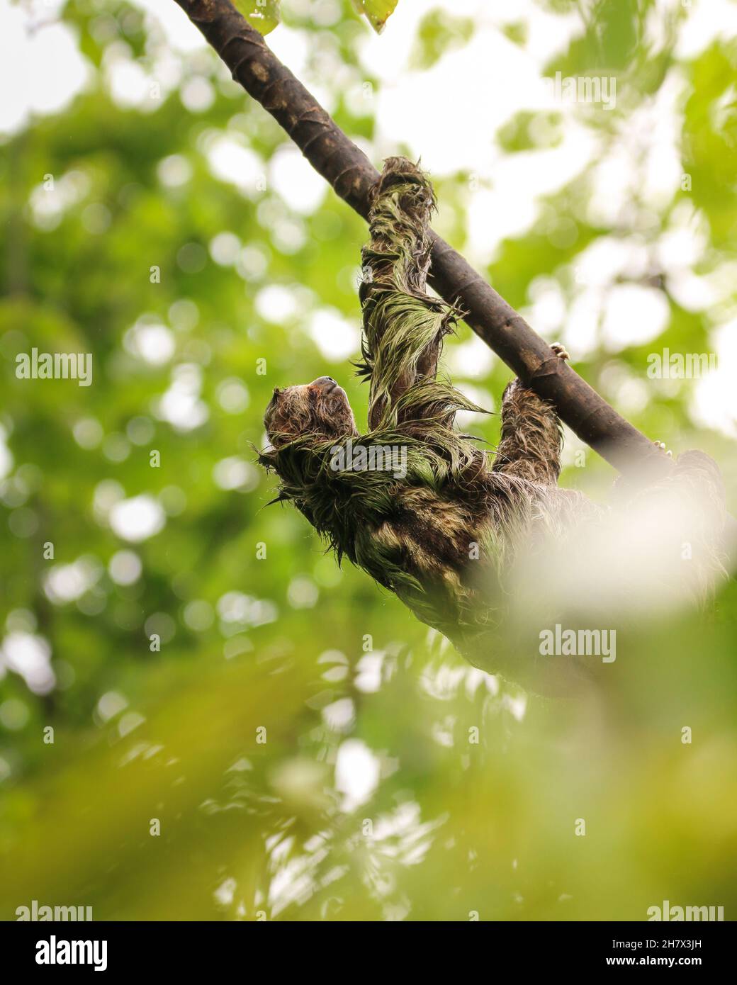 Tier tiere tierfoto -Fotos und -Bildmaterial in hoher Auflösung – Alamy
