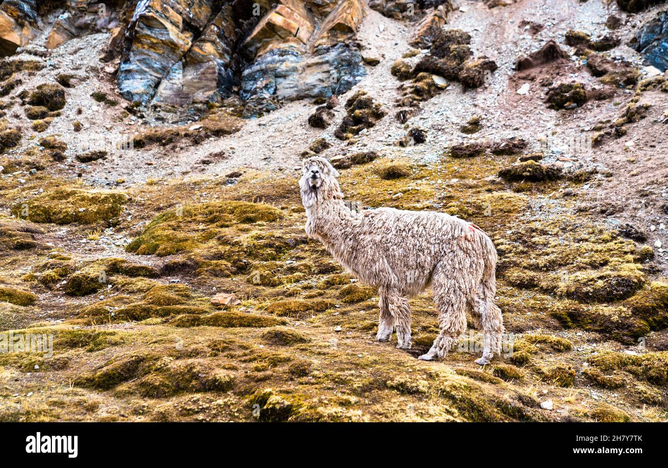 Alpaka und lama in den anden -Fotos und -Bildmaterial in hoher ...