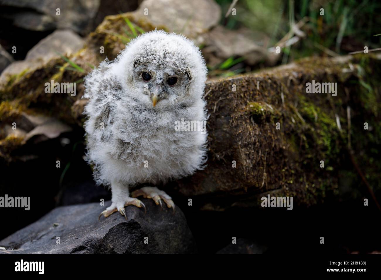 Owlets and owl -Fotos und -Bildmaterial in hoher Auflösung – Alamy