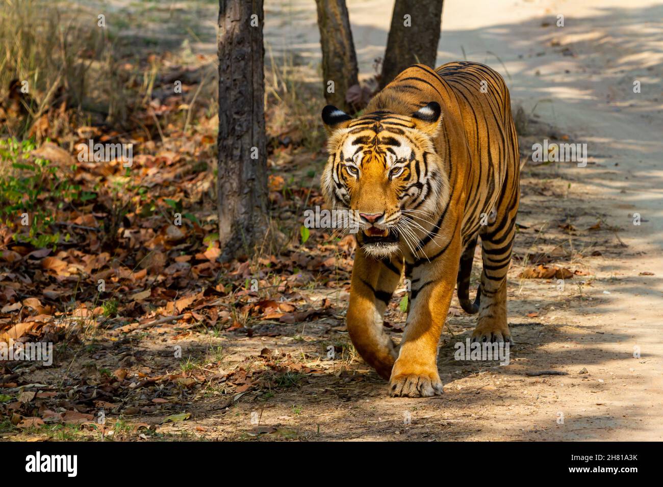 Indische wildkatze -Fotos und -Bildmaterial in hoher Auflösung – Alamy