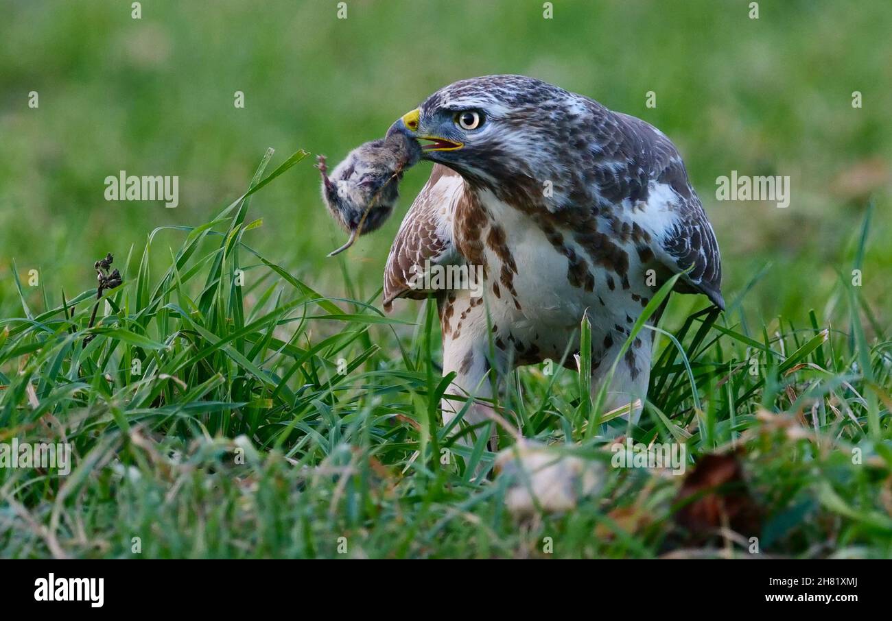 Maeuse bussard -Fotos und -Bildmaterial in hoher Auflösung – Alamy