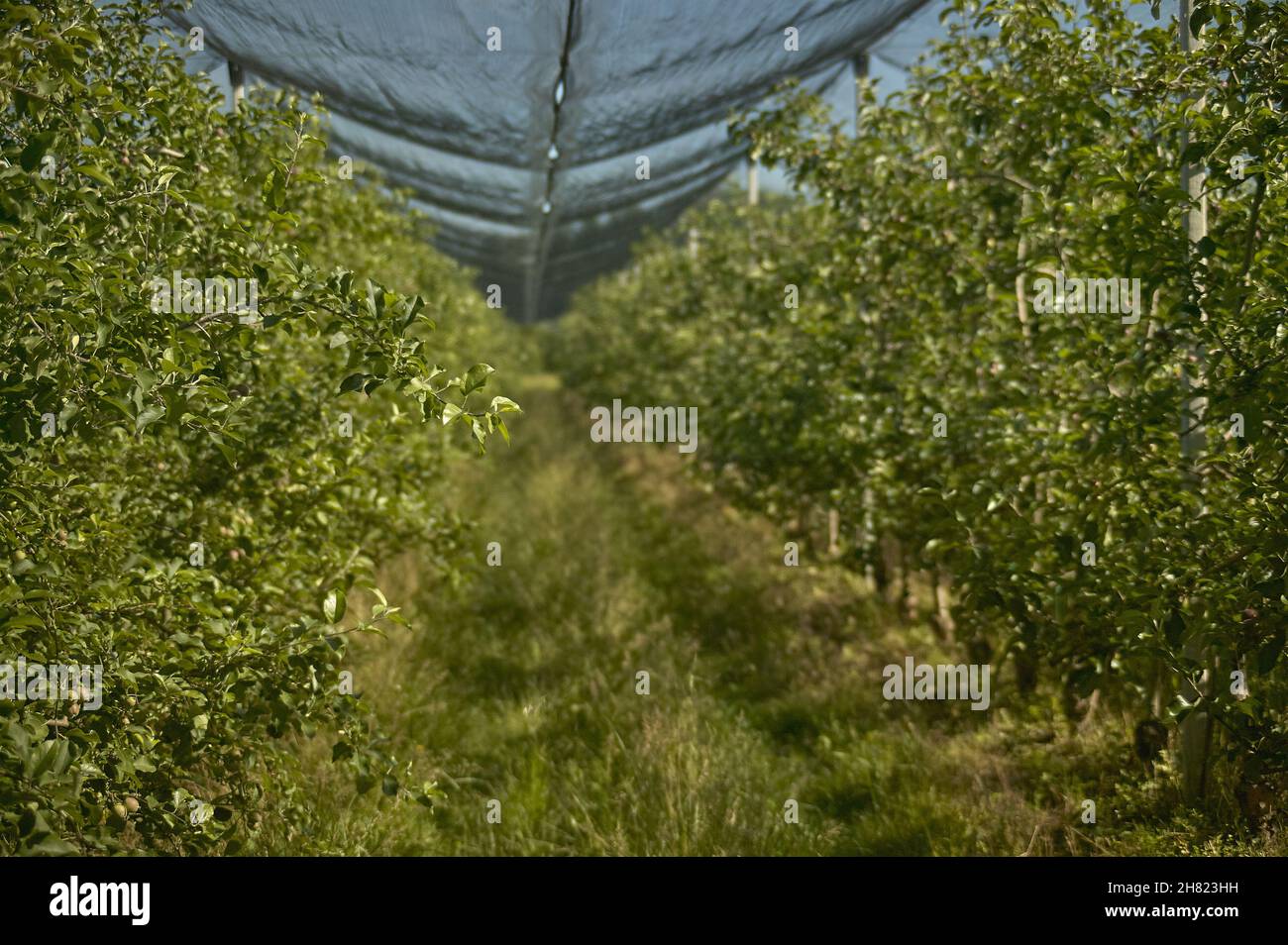 Apfelplantage netze -Fotos und -Bildmaterial in hoher Auflösung – Alamy