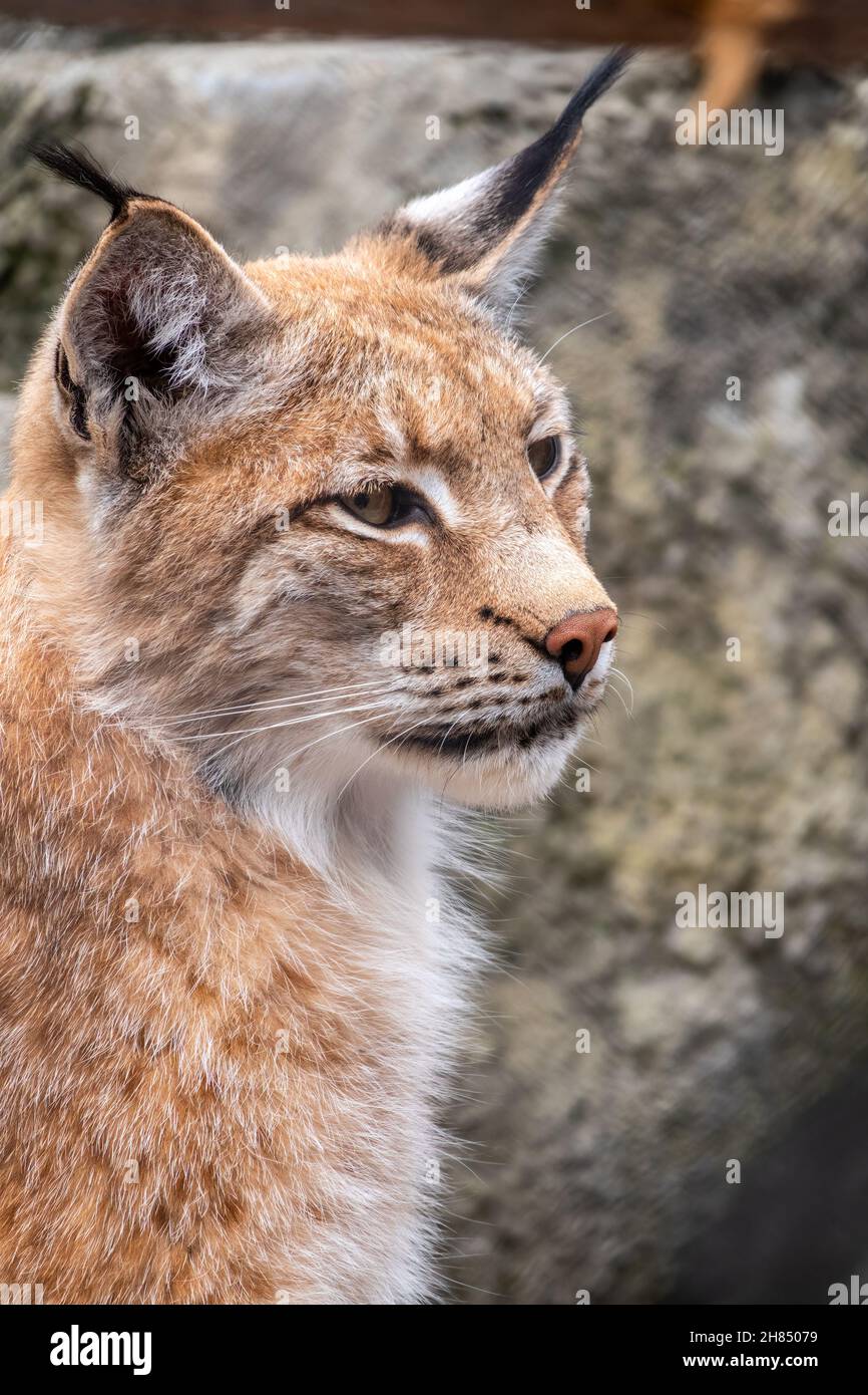 Porträt des eurasischen Luchses aus der Nähe. Der eurasische Luchs, lat ...