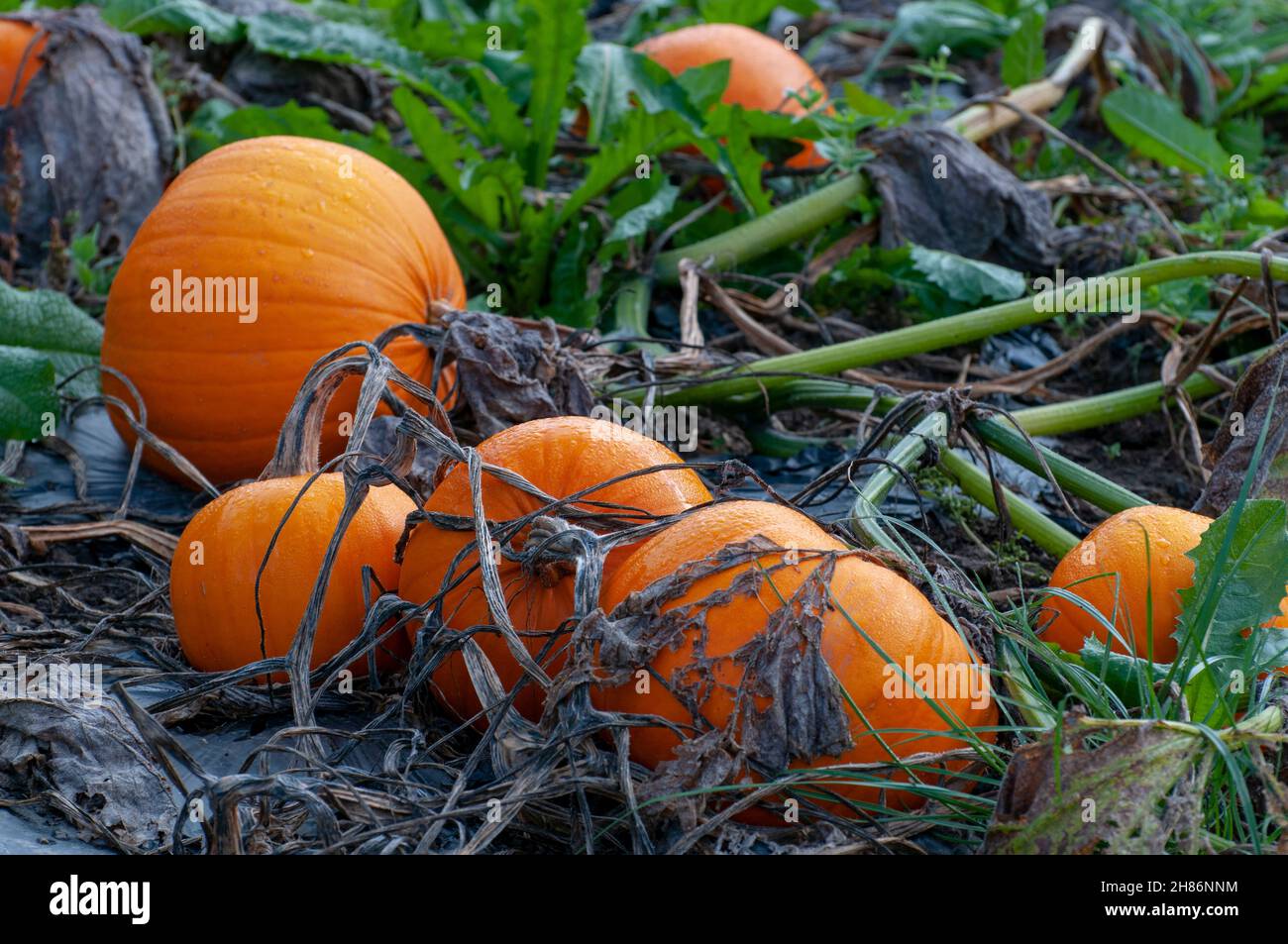 Cucurbita sp -Fotos und -Bildmaterial in hoher Auflösung – Alamy