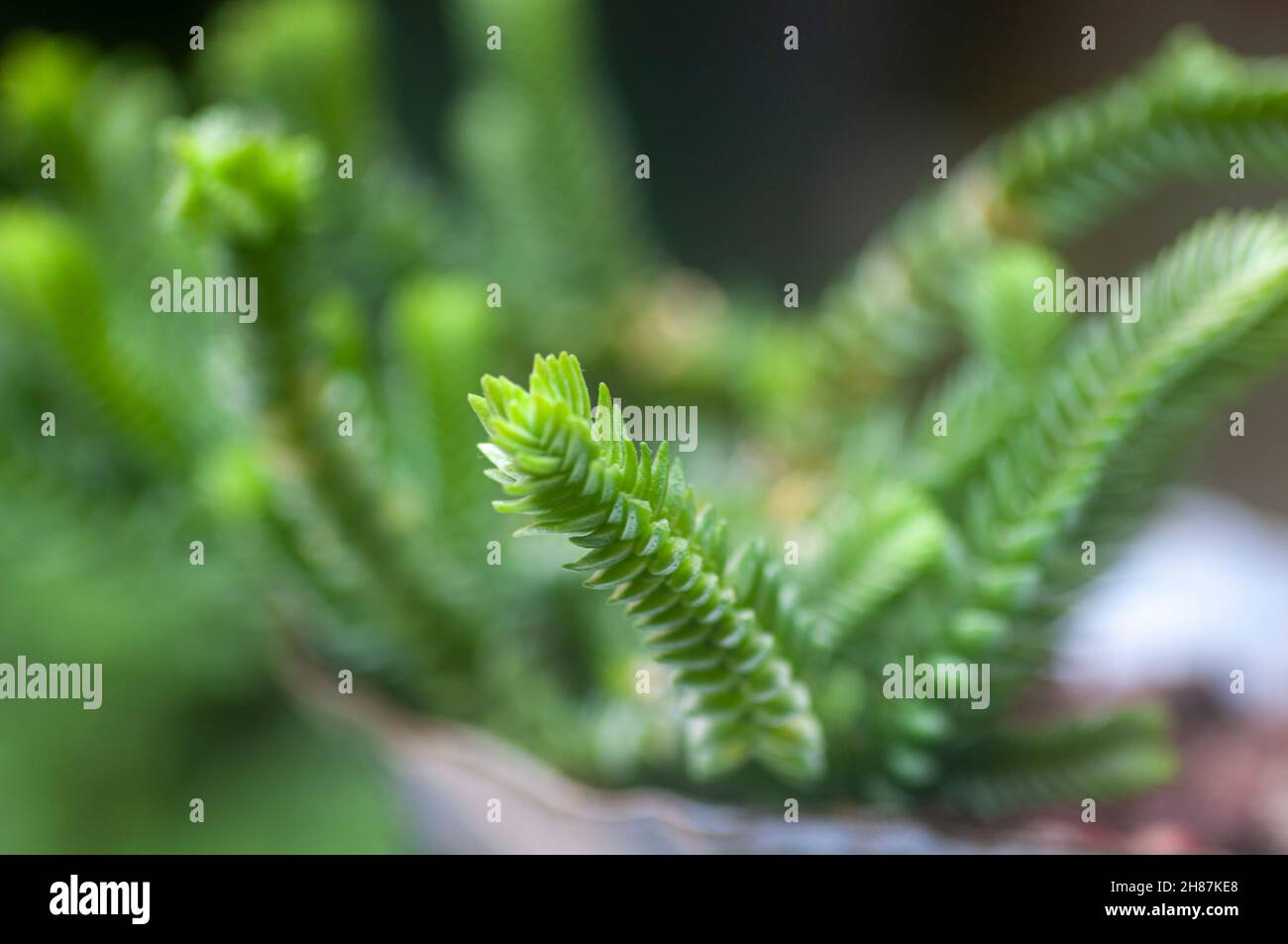 Rattail crassula -Fotos und -Bildmaterial in hoher Auflösung – Alamy
