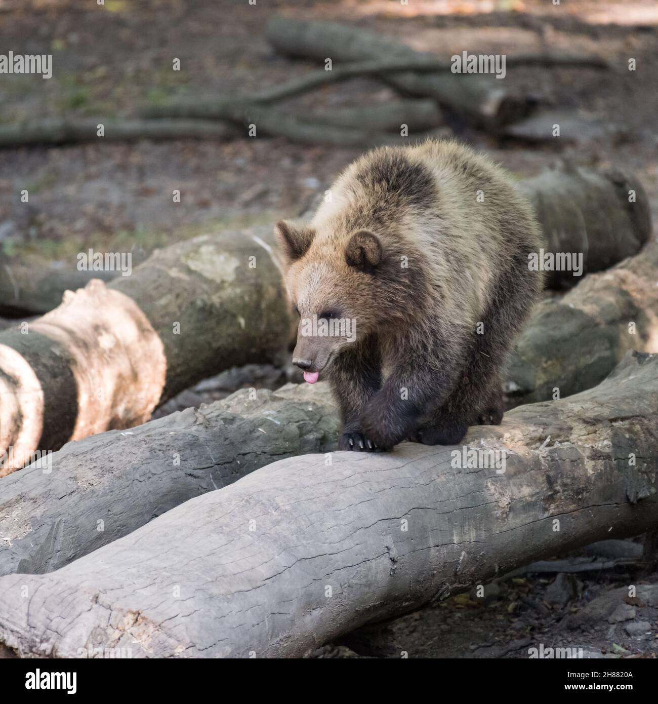 Zunge zunge raus -Fotos und -Bildmaterial in hoher Auflösung – Alamy