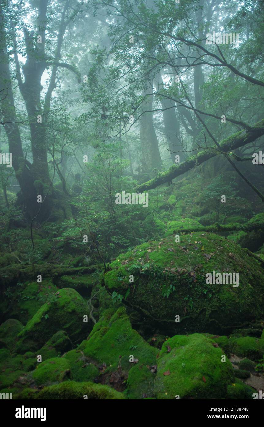 Parc national de kirishima yaku -Fotos und -Bildmaterial in hoher ...